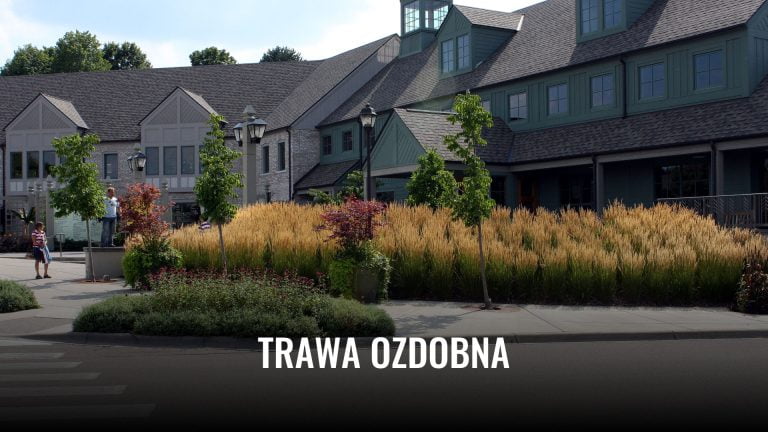 Trwa ozdobna. Pochodzenie, rodzaje i cechy. - Mieszkanie Plus